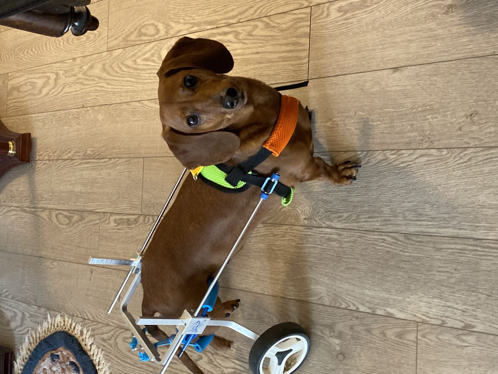 Daisy dog
